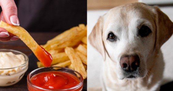 Can Dogs Have French Fries